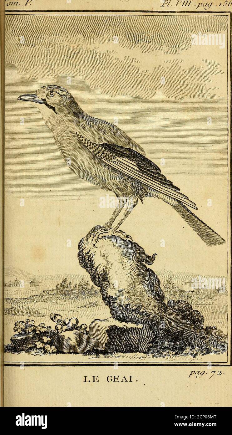 Geai gris immagini e fotografie stock ad alta risoluzione - Alamy