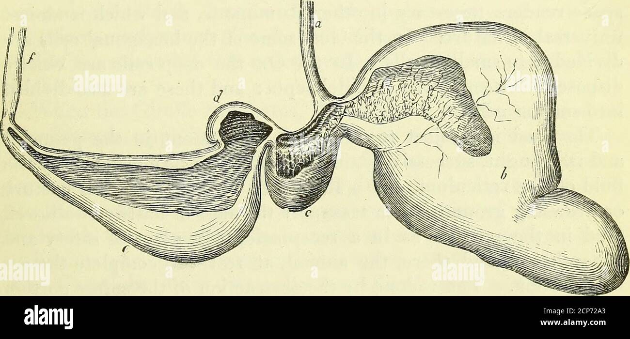 Epitelio esofago immagini e fotografie stock ad alta risoluzione - Alamy
