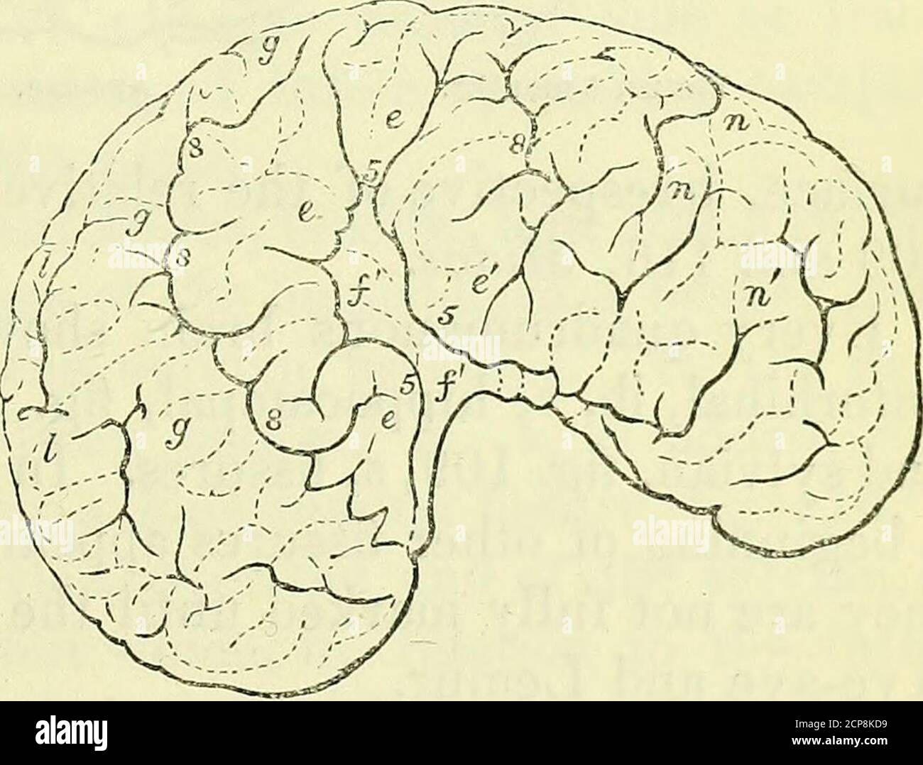 Anatomia dell'ippocampo immagini e fotografie stock ad alta risoluzione ...