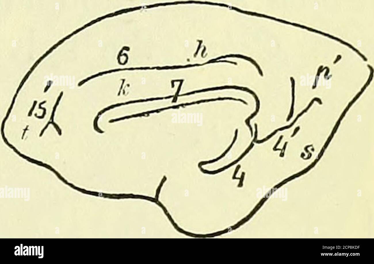 Anatomia dell'ippocampo immagini e fotografie stock ad alta risoluzione ...