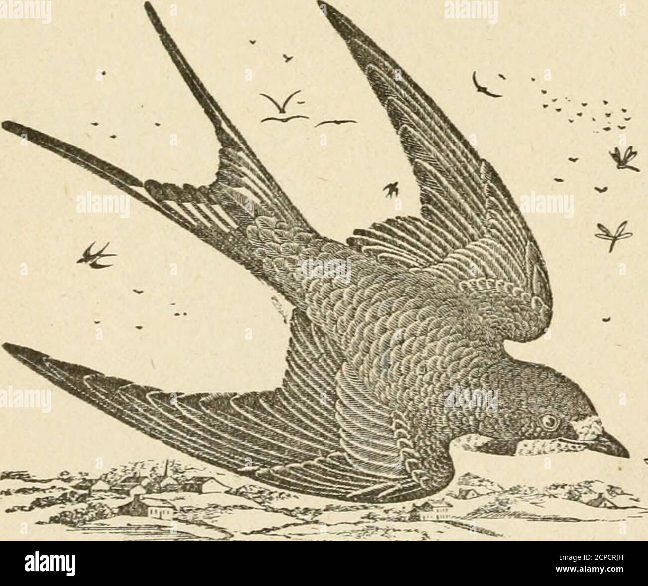 . La storia degli uccelli : le loro varietà e stranezze, comprendenti ...