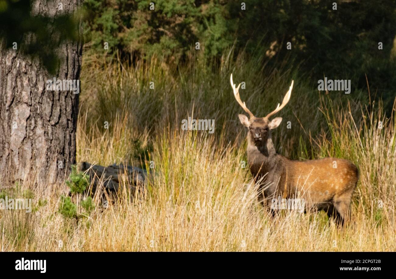 Cervo sika cervo in esecuzione immagini e fotografie stock ad alta ...