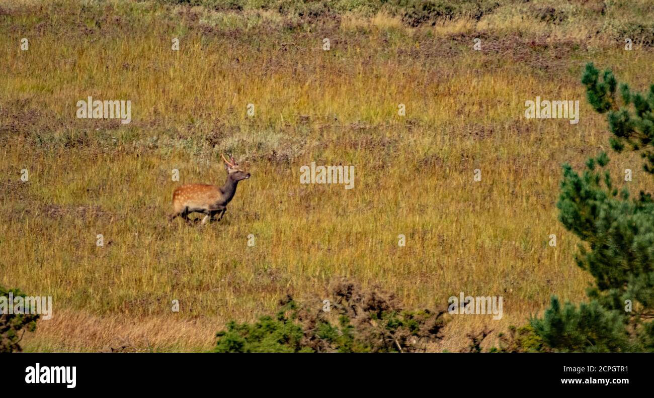Cervo sika cervo in esecuzione immagini e fotografie stock ad alta ...