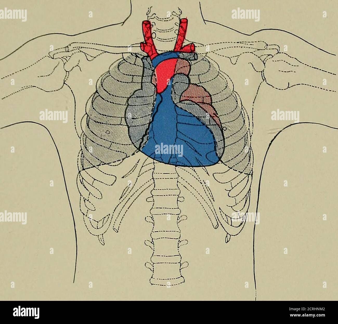 . Un trattato pratico sulla diagnosi medica per studenti e medici . -^V ...