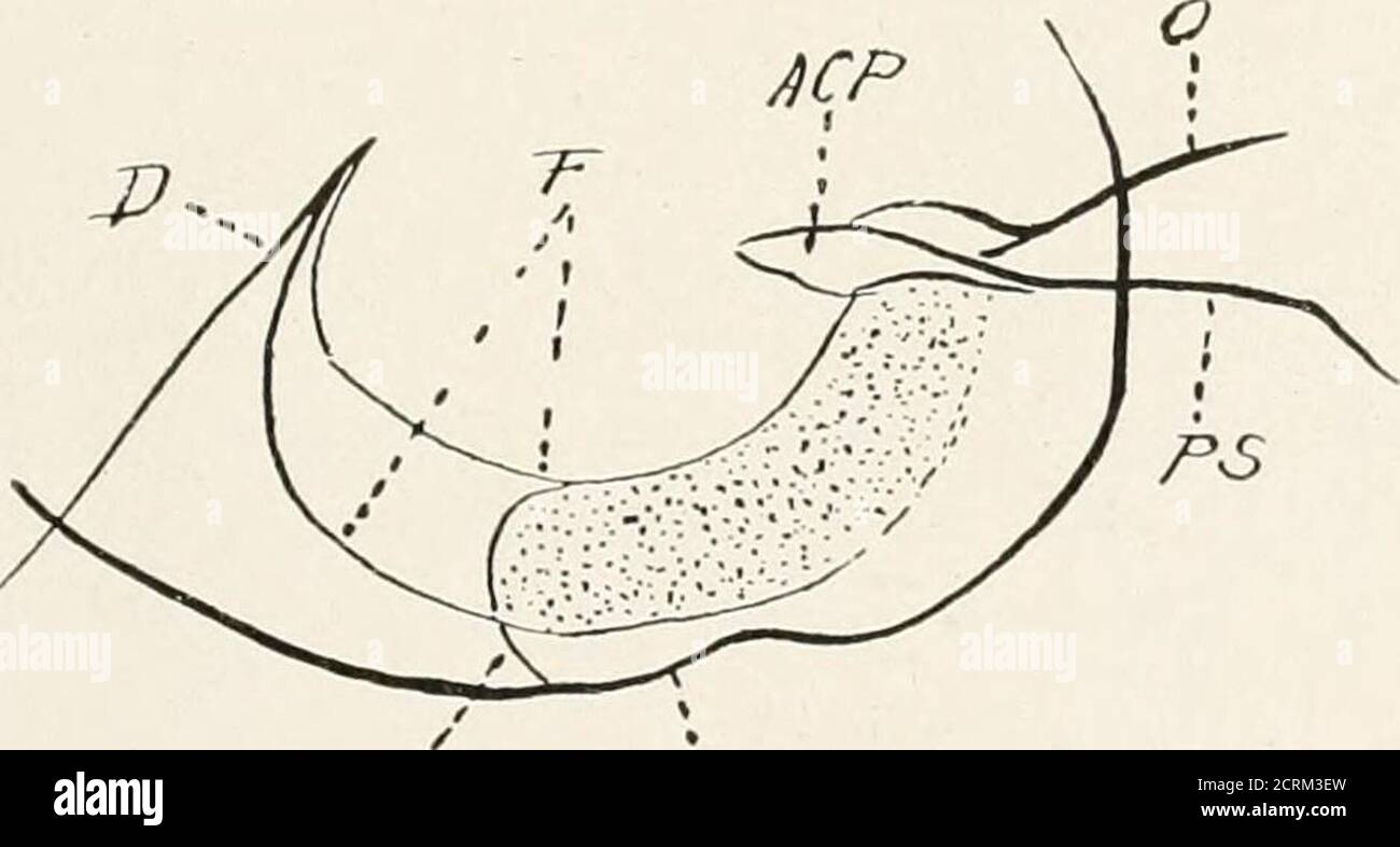 Fossa cranica posteriore immagini e fotografie stock ad alta ...