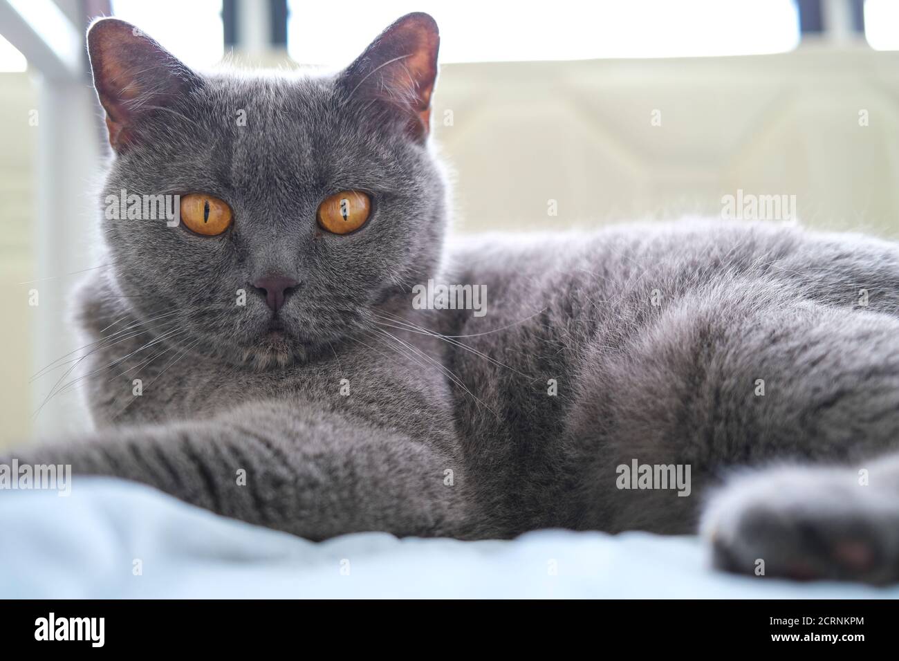British shorthair cat immagini e fotografie stock ad alta risoluzione ...