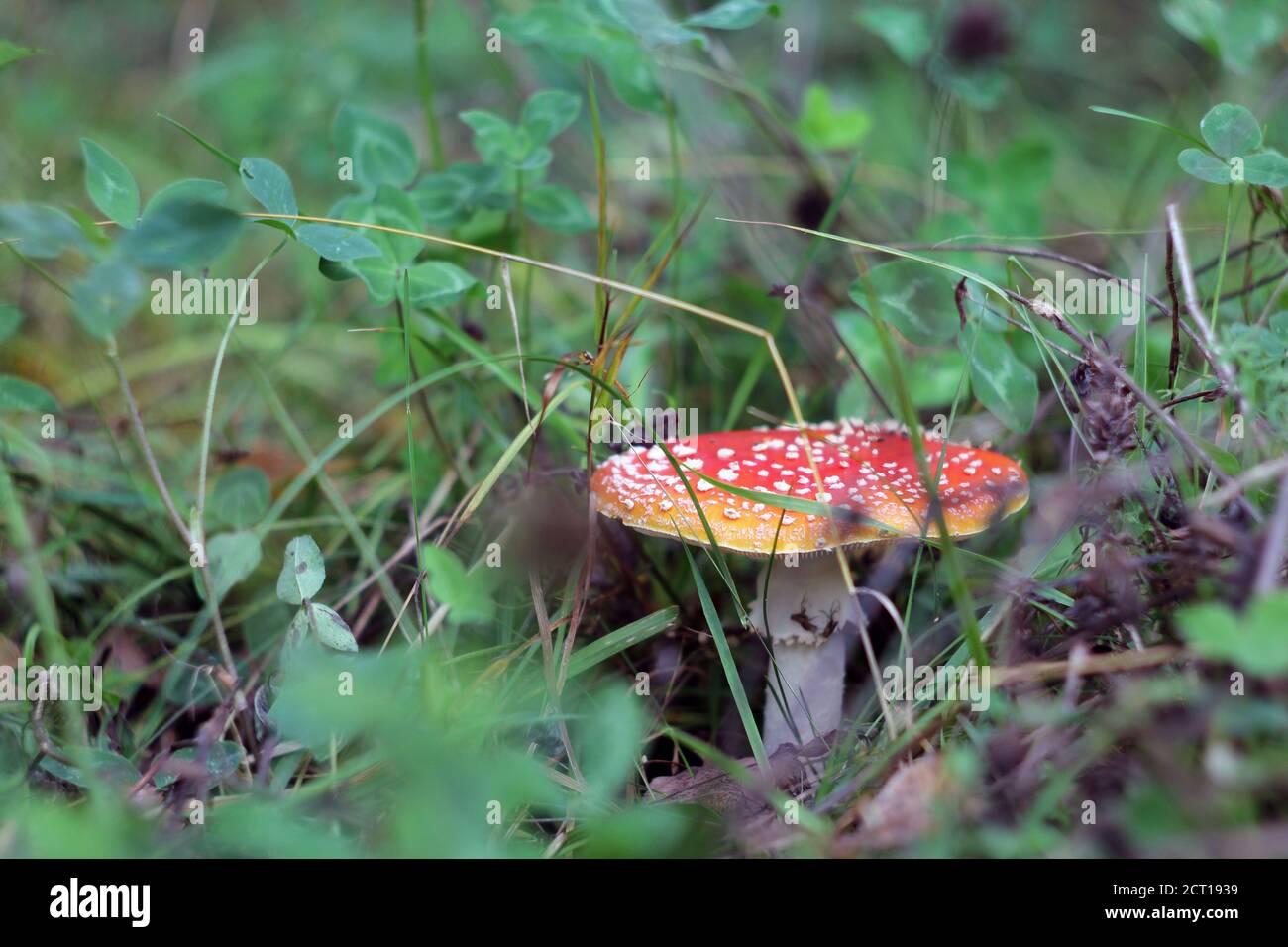 Mosca rossa immagini e fotografie stock ad alta risoluzione - Alamy