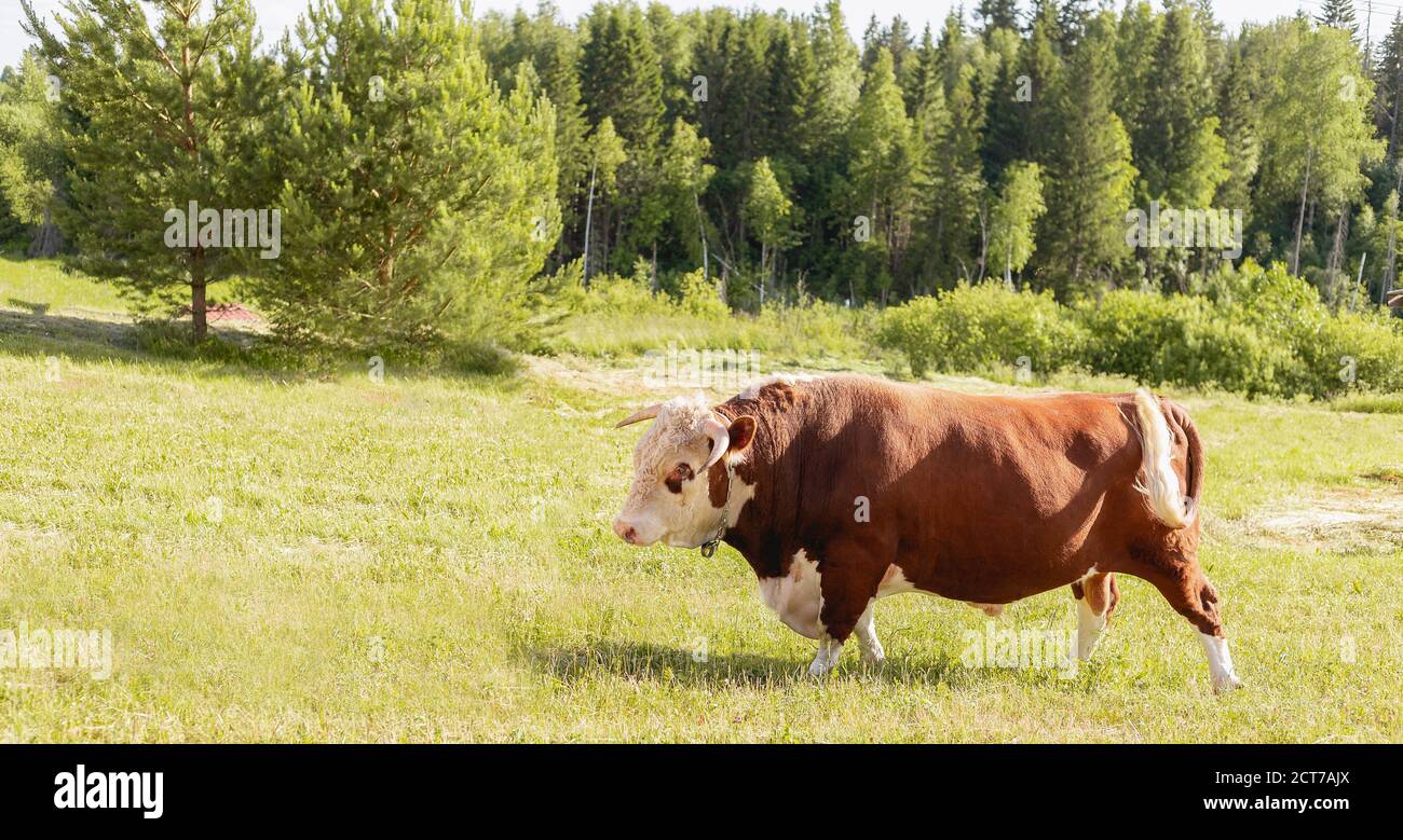 toro. Simbolo di 2021. Segno zodiacale Toro. Banner. toro grande con un ...