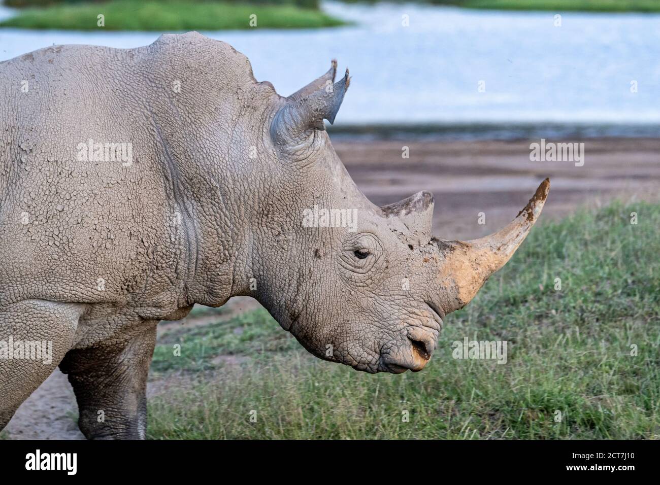Rinoceronte dalle labbra appuntite immagini e fotografie stock ad alta ...