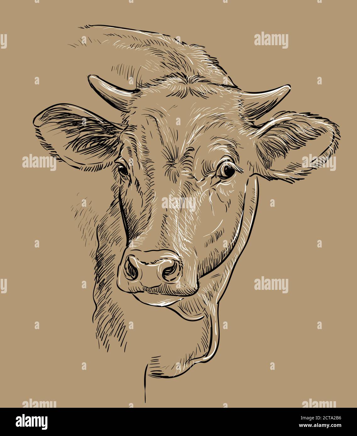 Testa di beauty mucca disegno illustrazione marrone Immagine e ...