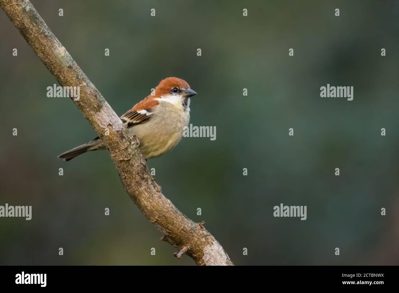 Passero albero di cannella immagini e fotografie stock ad alta ...
