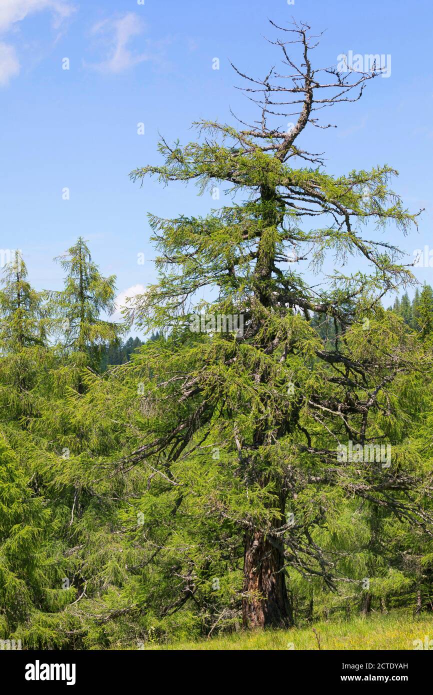 Montagne tedesche in estate immagini e fotografie stock ad alta ...