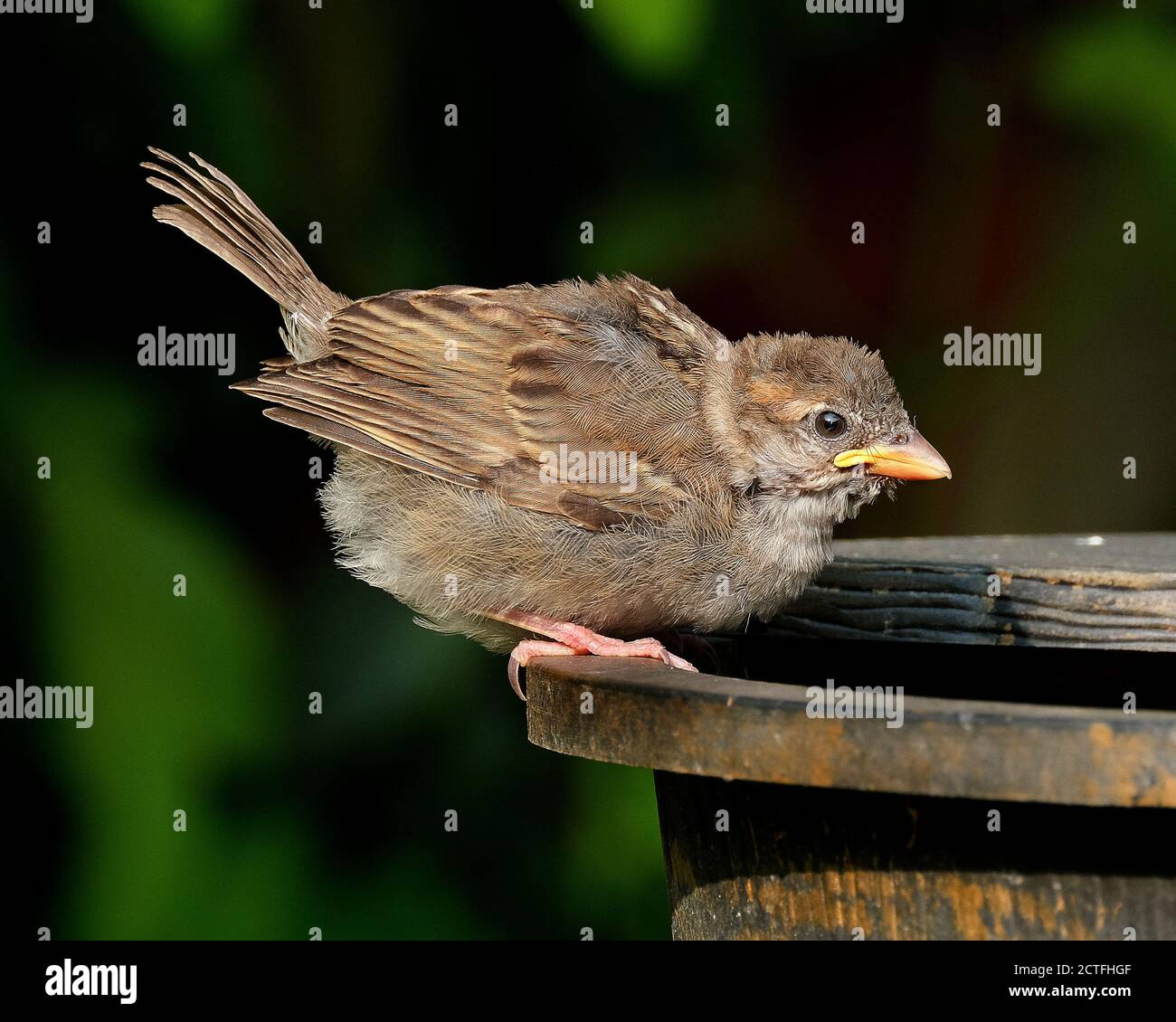 Passeri domestici in volo immagini e fotografie stock ad alta ...
