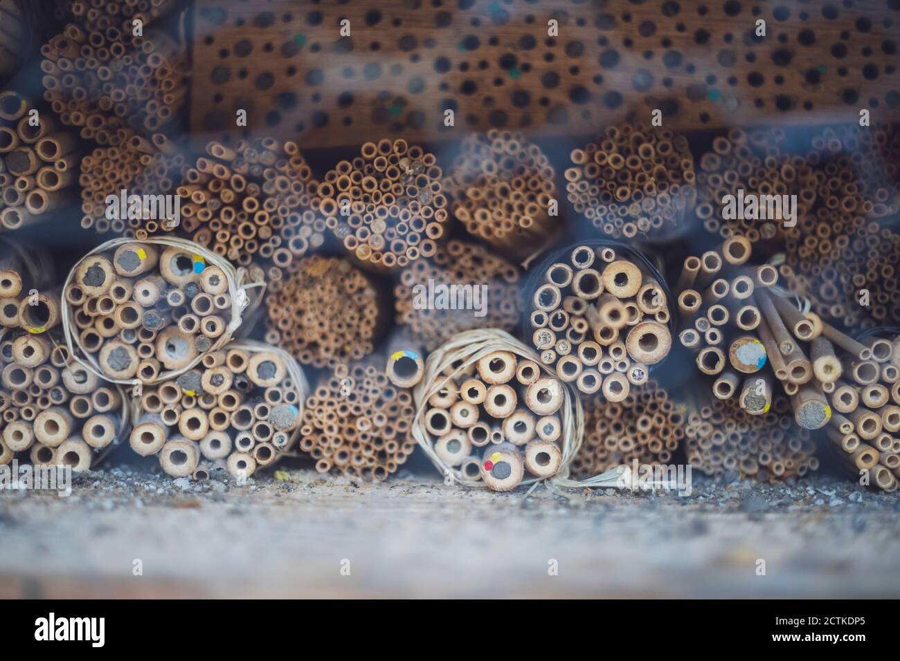 Alveare nella natura immagini e fotografie stock ad alta risoluzione ...