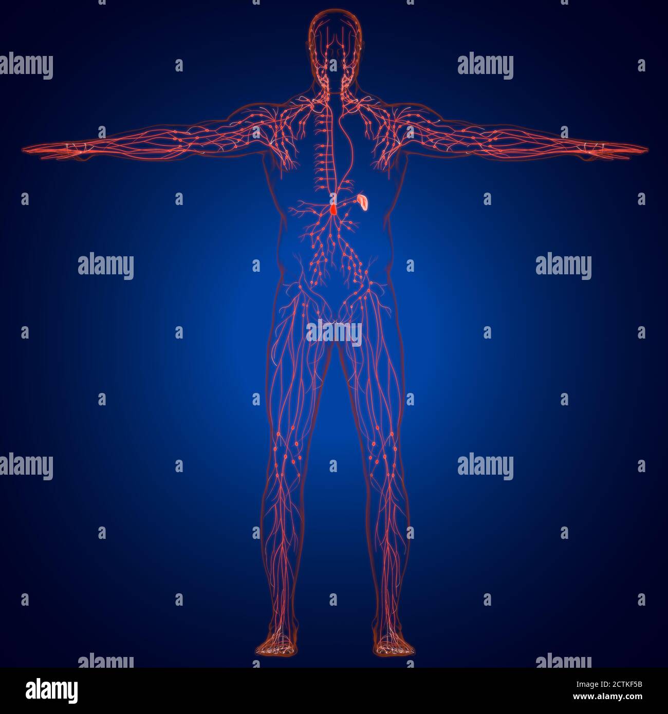 Anatomia dei linfonodi umani per l'illustrazione 3D di Medical Concept ...