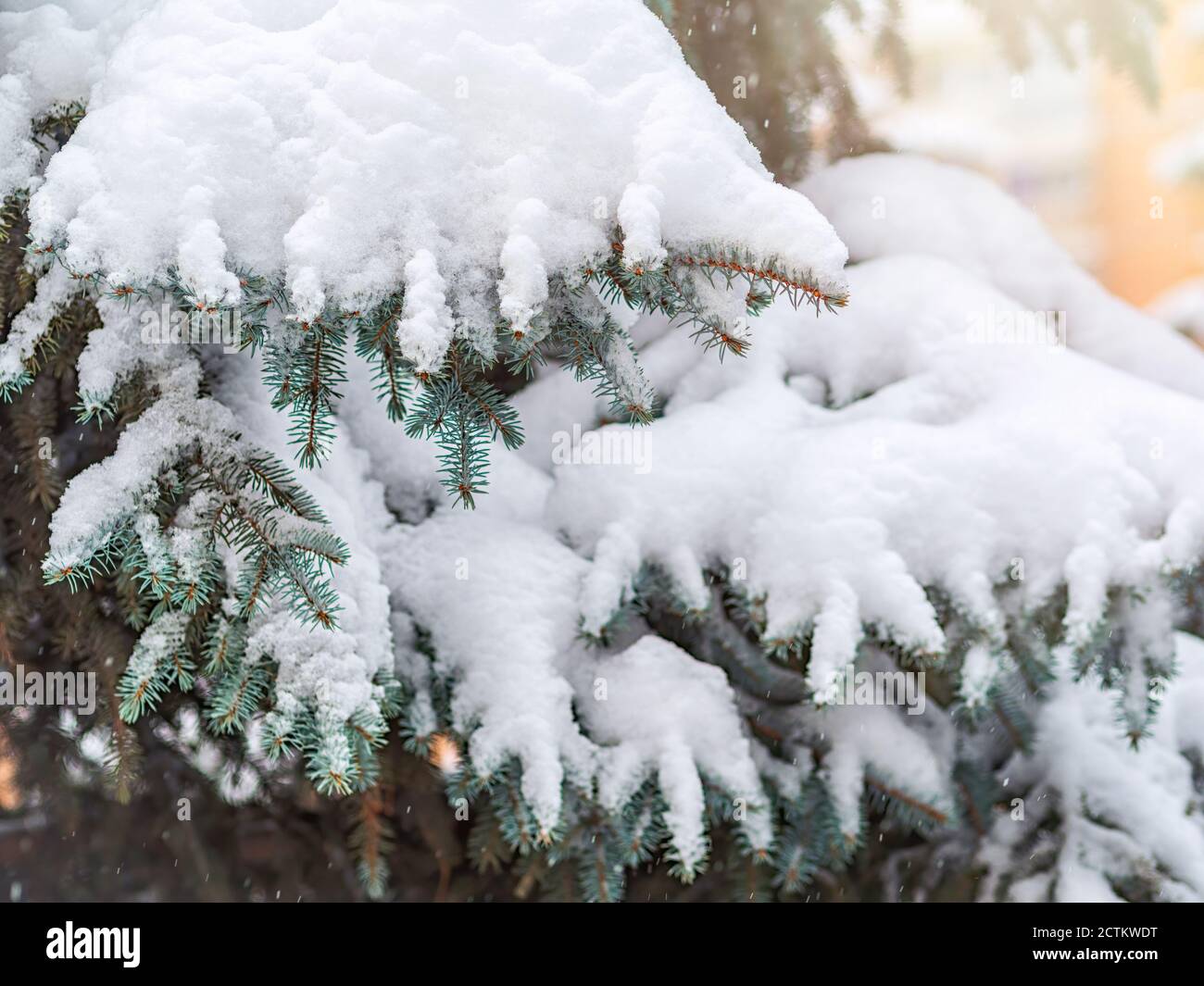Bosco di conifere durante una nevicata immagini e fotografie stock ad ...