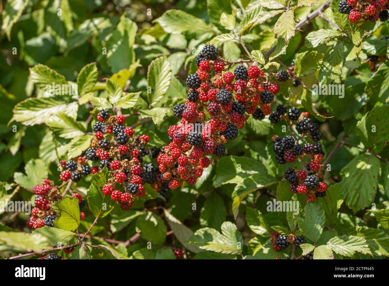 Frutta matura e immatura di mora selvatica coltivando su pianta, Rubus ...
