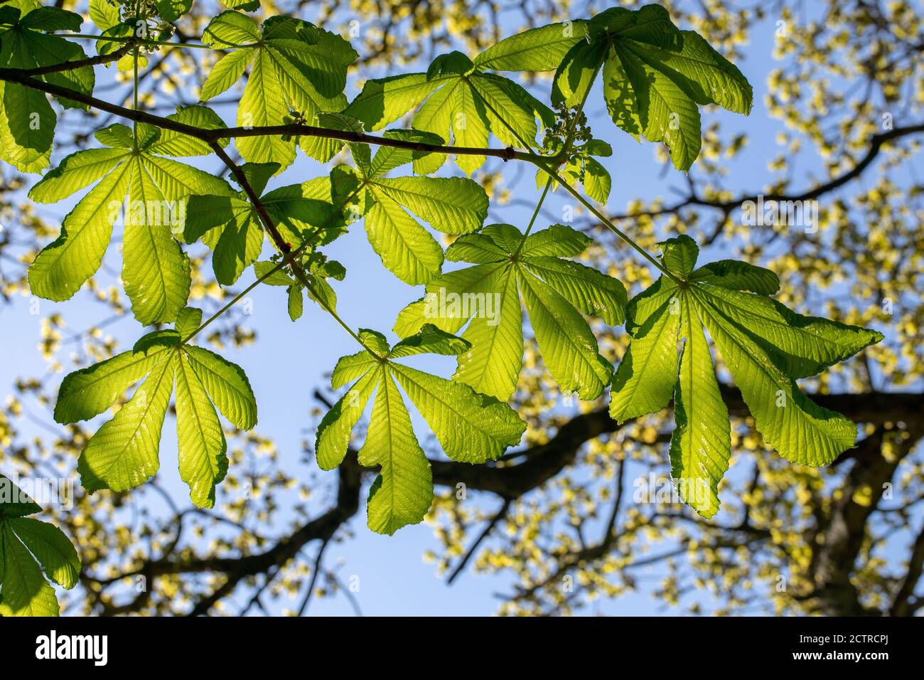 Albero della castagna del cavallo (Aesculus hippocastanum). Lookiing in ...