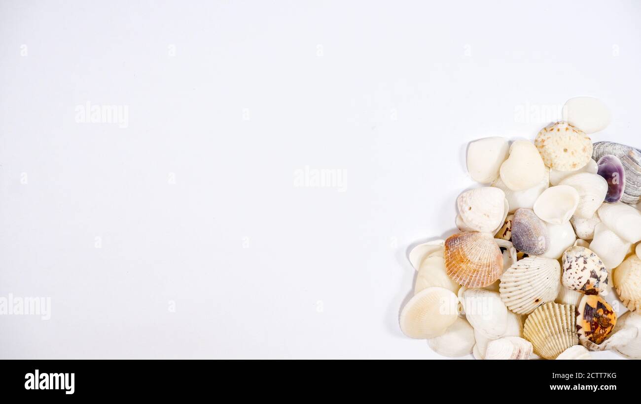 Conchiglie colorate immagini e fotografie stock ad alta risoluzione - Alamy