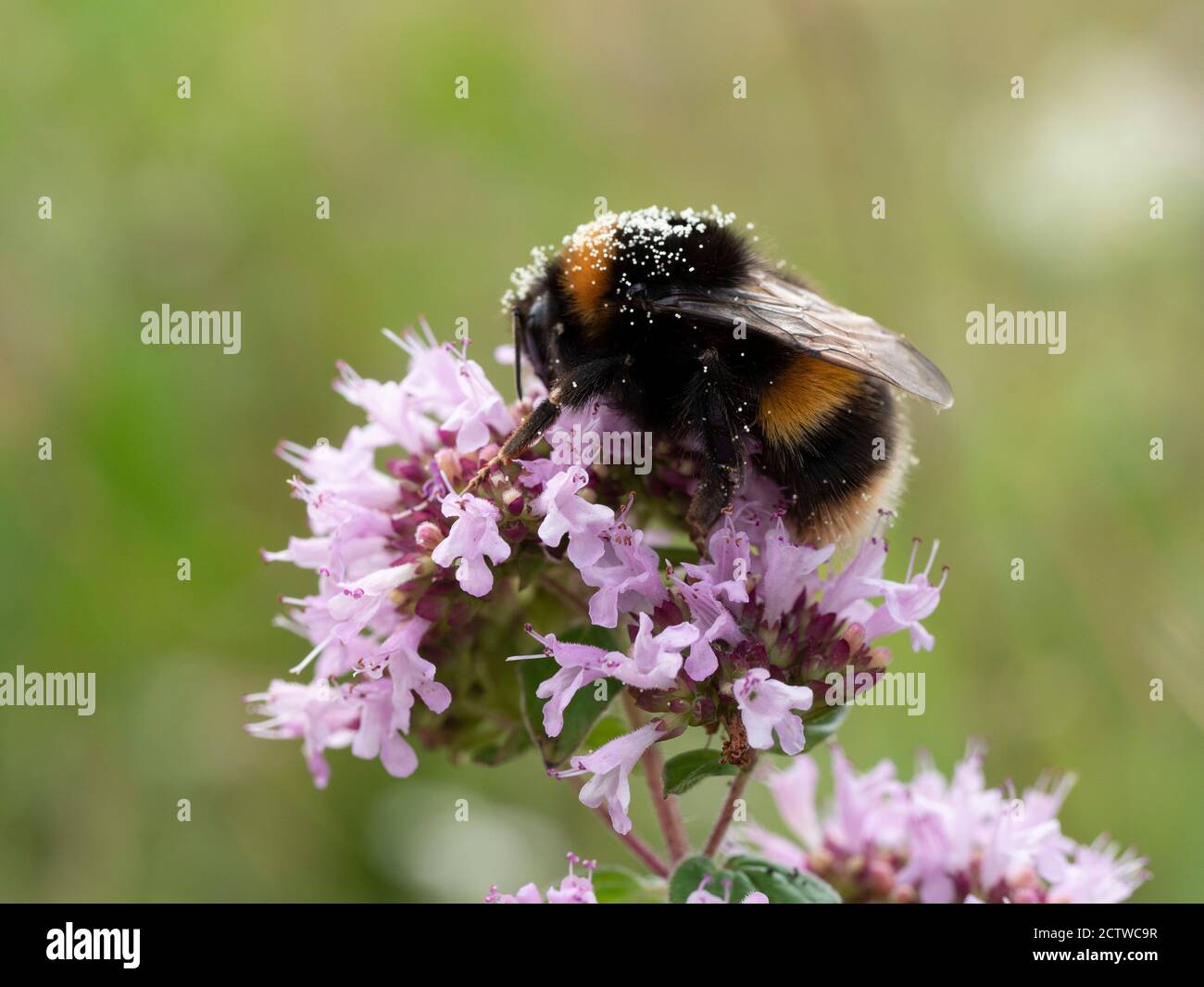 Calabrone Bomba Terrestre Immagini e Fotos Stock - Alamy