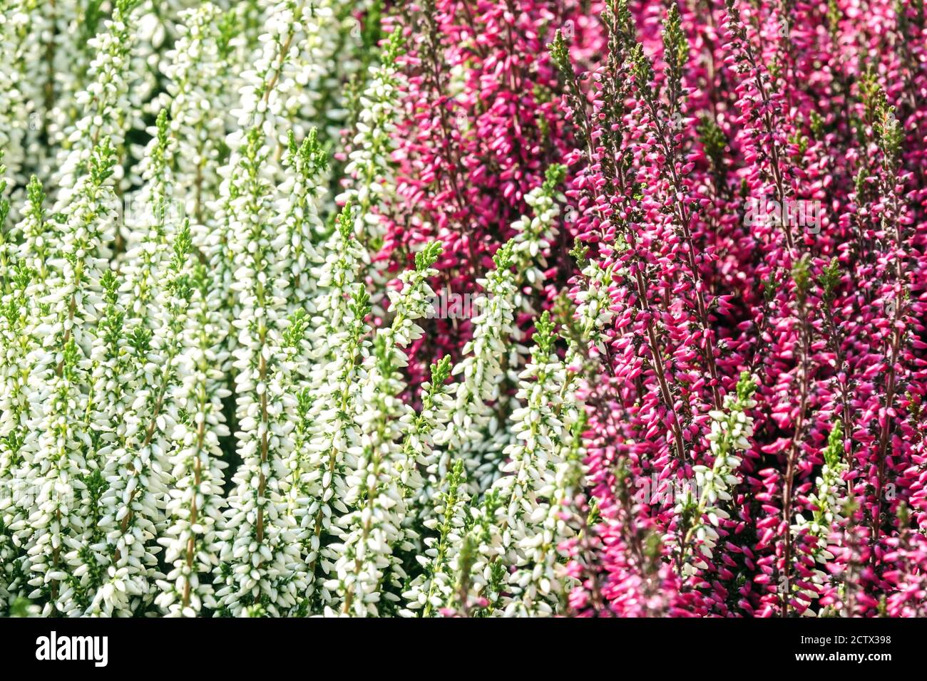 Rosso colore immagini e fotografie stock ad alta risoluzione - Alamy