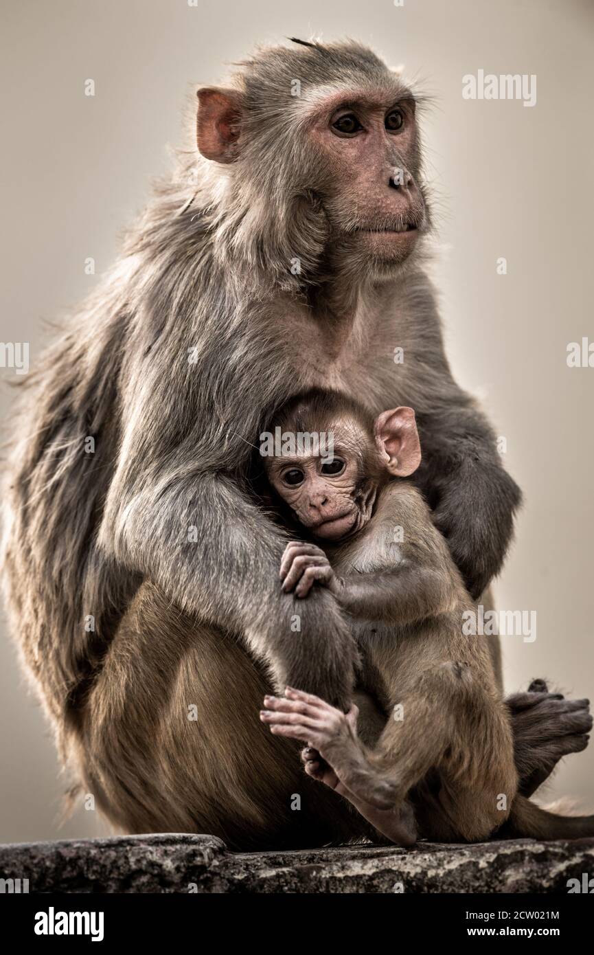 India macaca mulatta primate old world rhesus monkey macaque immagini e fotografie stock ad alta ...