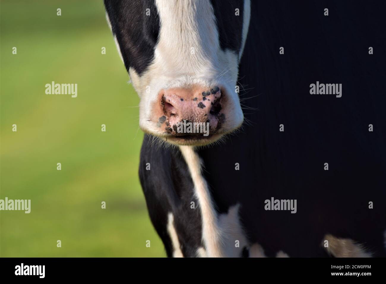 Mucca colorata immagini e fotografie stock ad alta risoluzione - Alamy