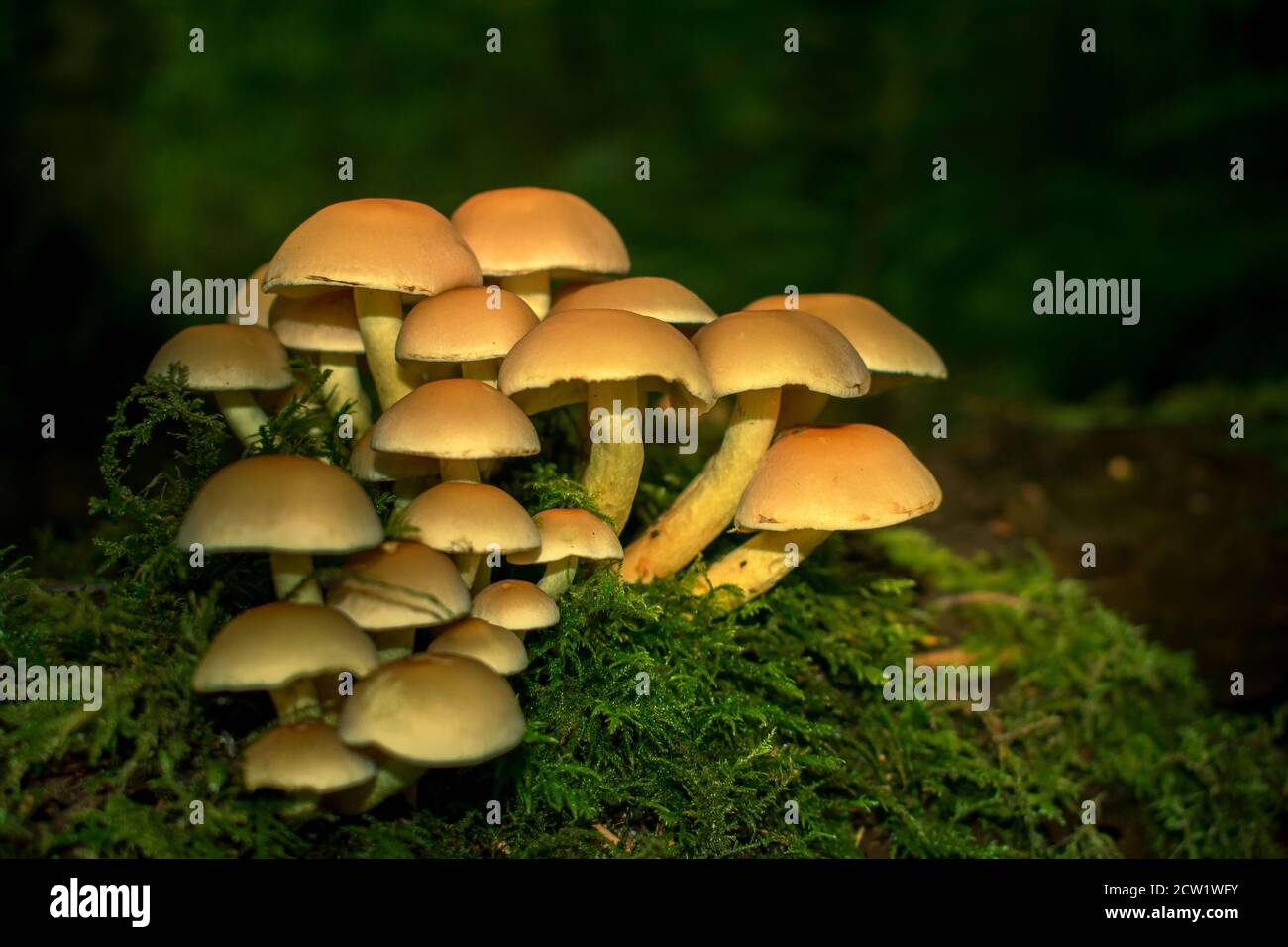 Funghi verdi funghi toadstool immagini e fotografie stock ad alta ...