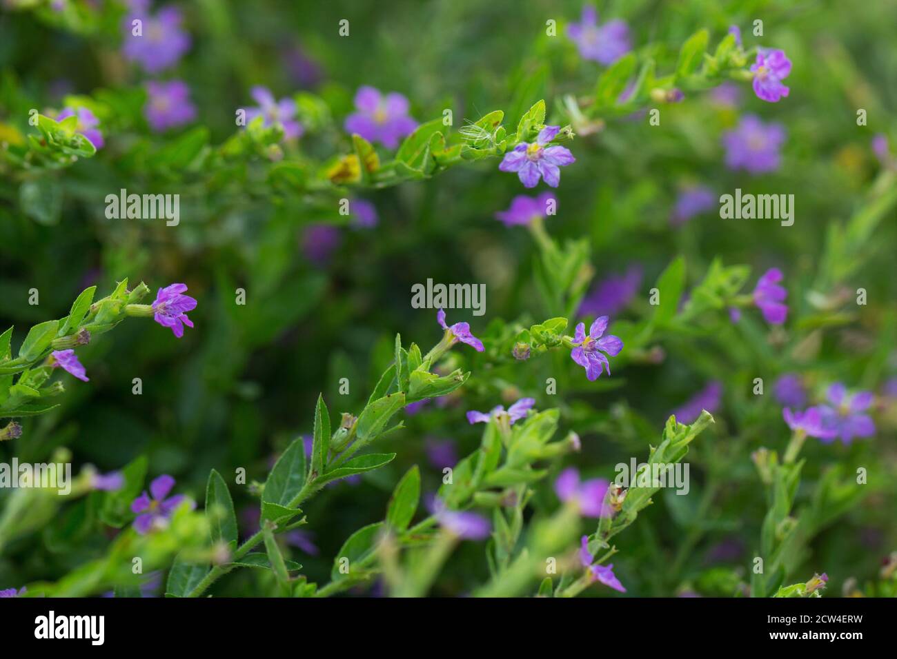 Cuphea hyssopifolia immagini e fotografie stock ad alta risoluzione - Alamy
