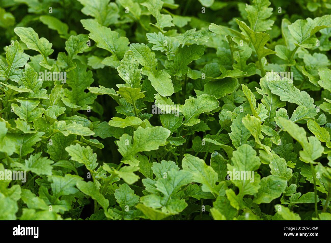 Il concime verde funziona immagini e fotografie stock ad alta ...
