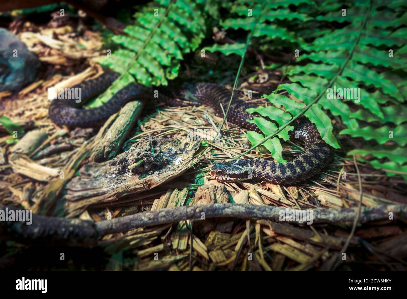 Asp viper vipera aspis snake immagini e fotografie stock ad alta ...