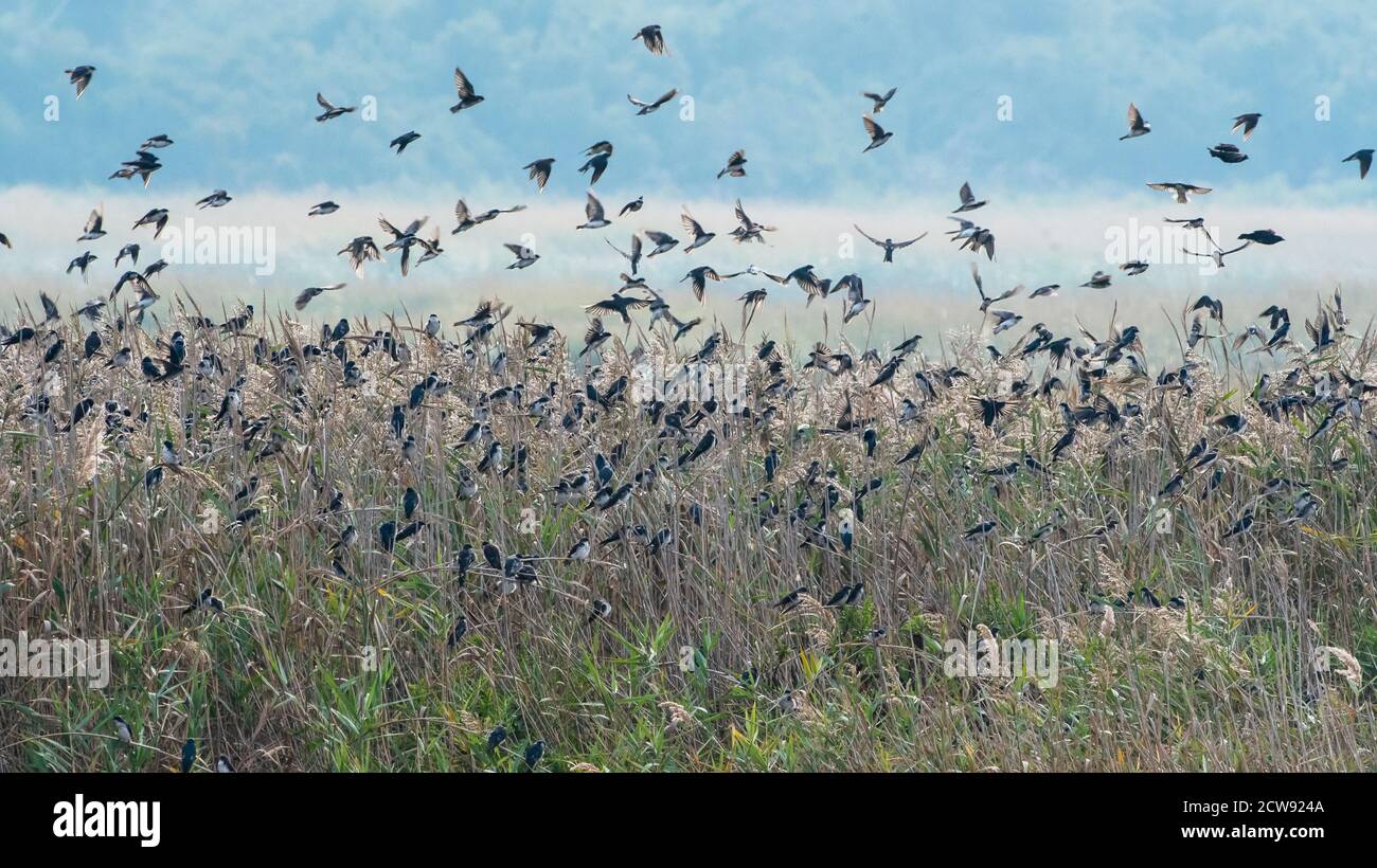 Albero rondine immagini e fotografie stock ad alta risoluzione - Alamy