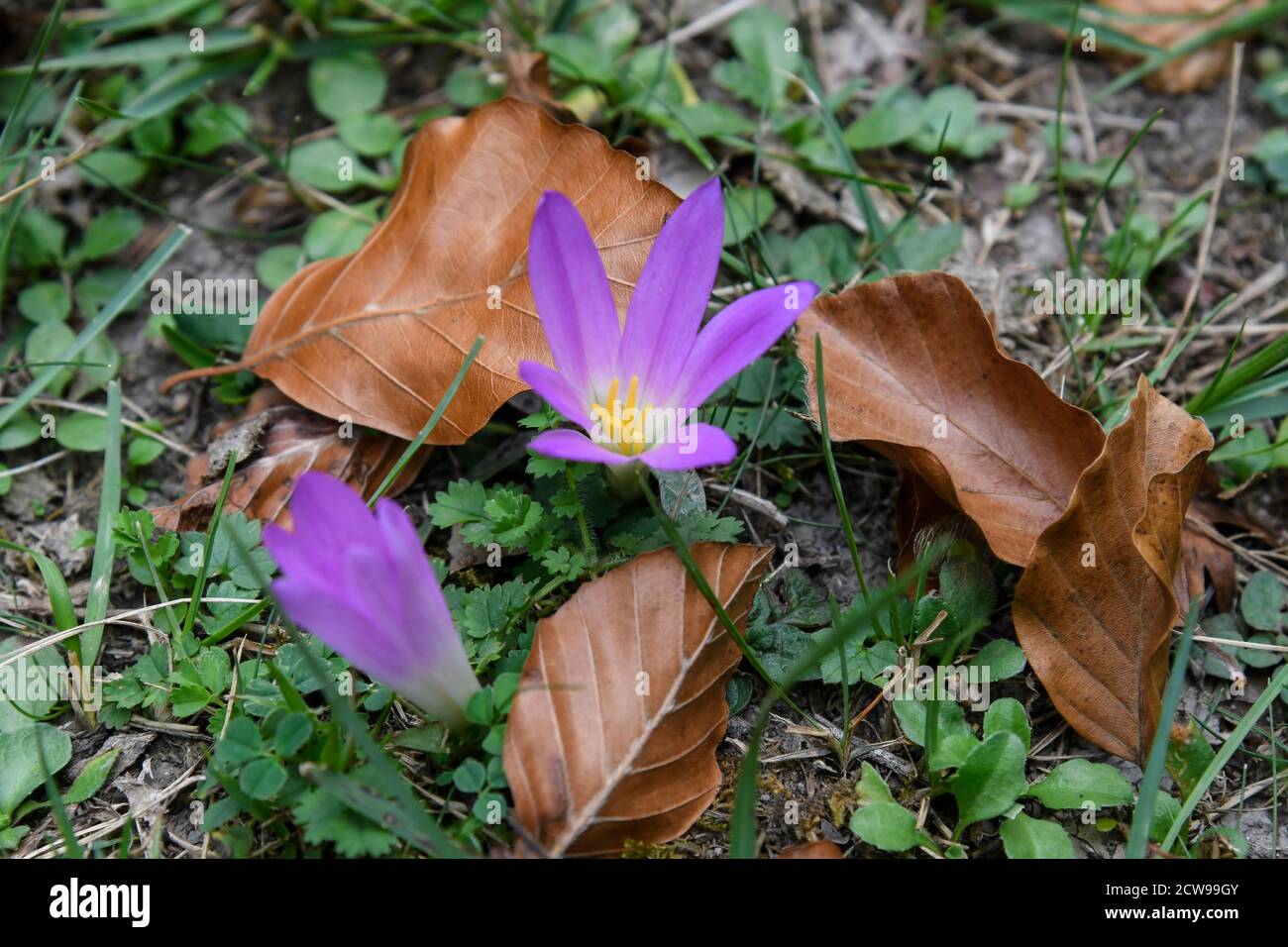 Crocus in fiore immagini e fotografie stock ad alta risoluzione - Alamy