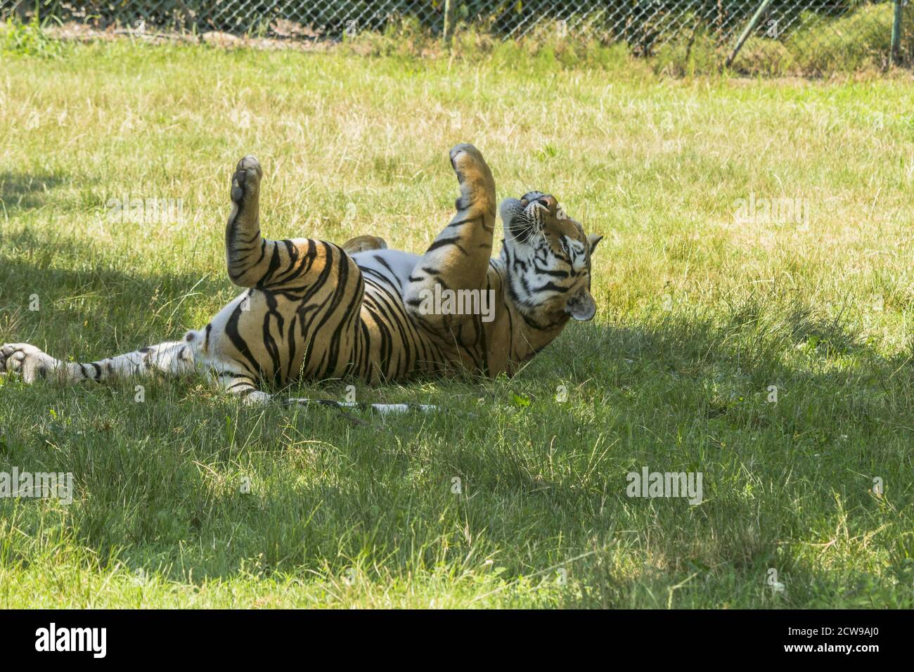Faccia di tigre che ruggisce immagini e fotografie stock ad alta ...