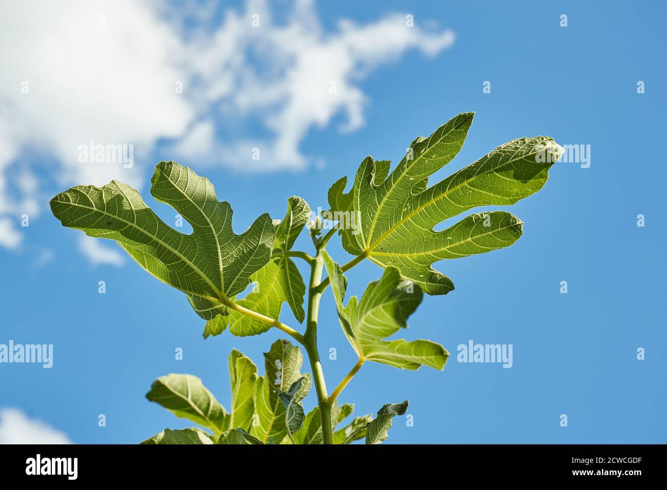 Albero di fico in un parco immagini e fotografie stock ad alta ...