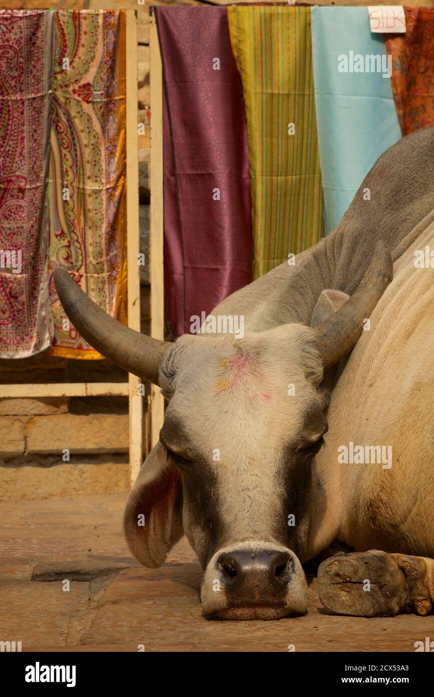 Animali in india immagini e fotografie stock ad alta risoluzione - Alamy