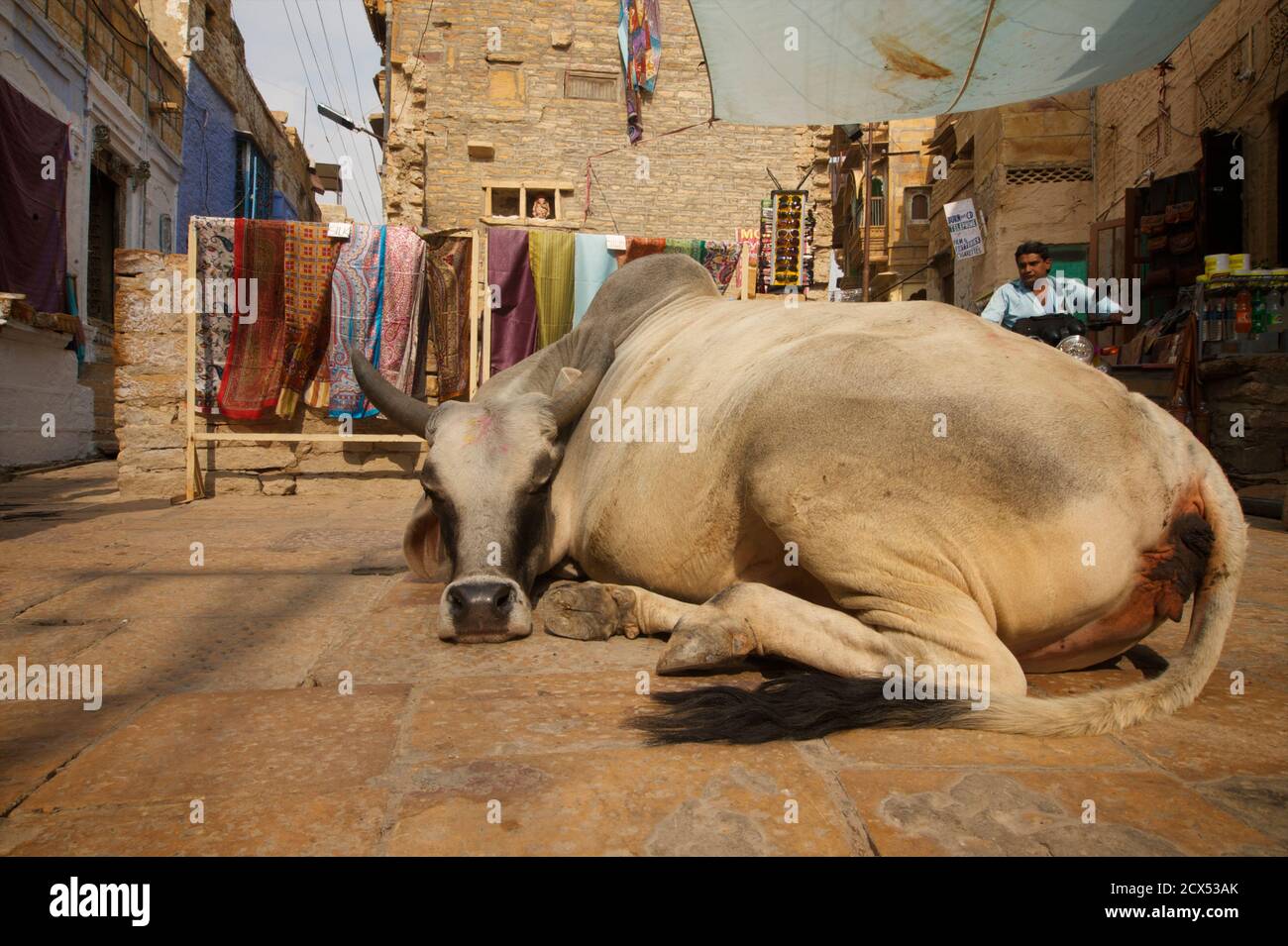 Animali in india immagini e fotografie stock ad alta risoluzione - Alamy
