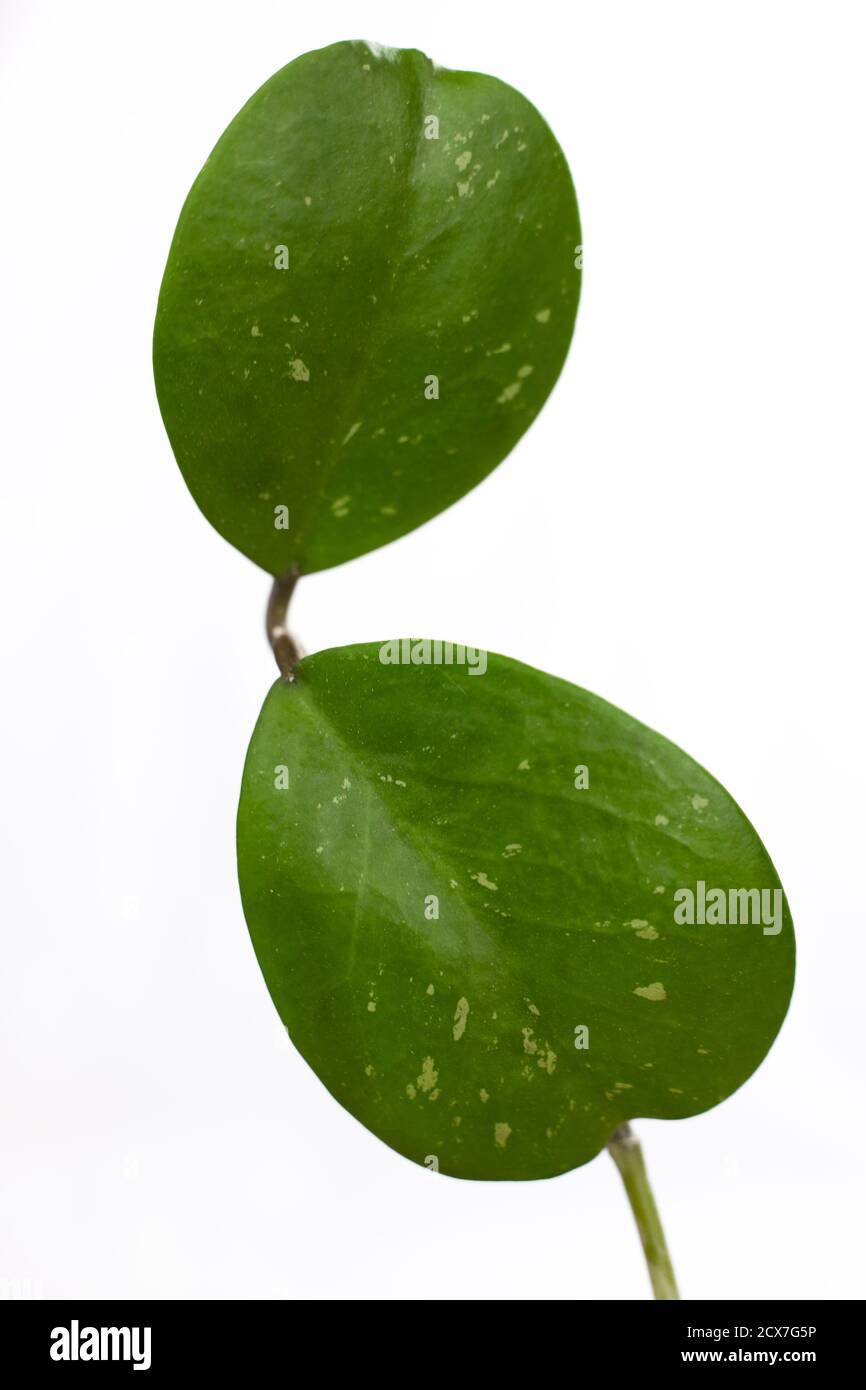 Pianta di hoya immagini e fotografie stock ad alta risoluzione - Alamy