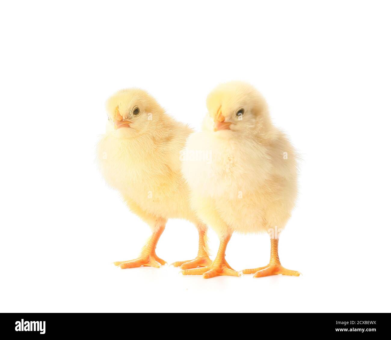 Pulcini divertenti immagini e fotografie stock ad alta risoluzione - Alamy