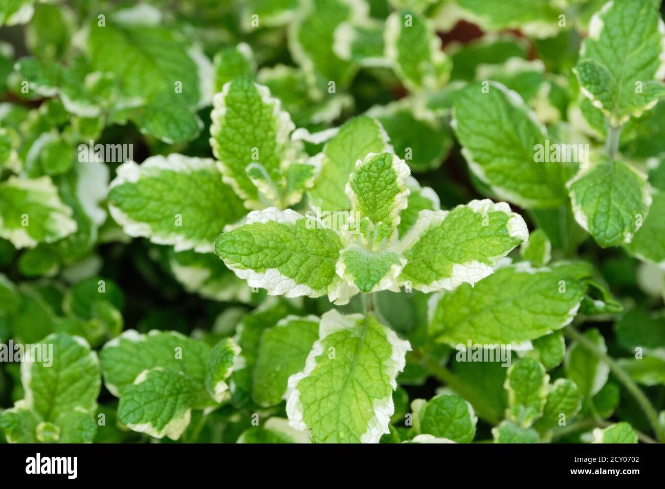 Menta di ananas. Mentha suaveolens variegata. Menta di ananas variegata ...