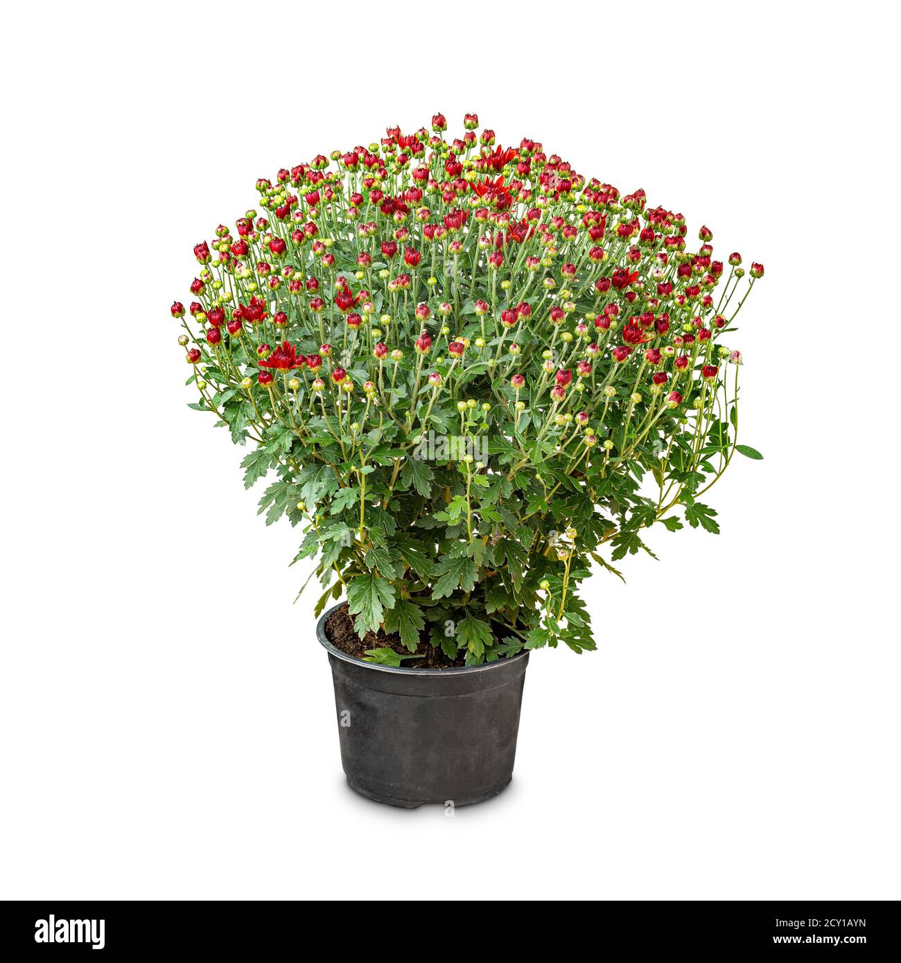 Mazzo di crisantemi immagini e fotografie stock ad alta risoluzione - Alamy