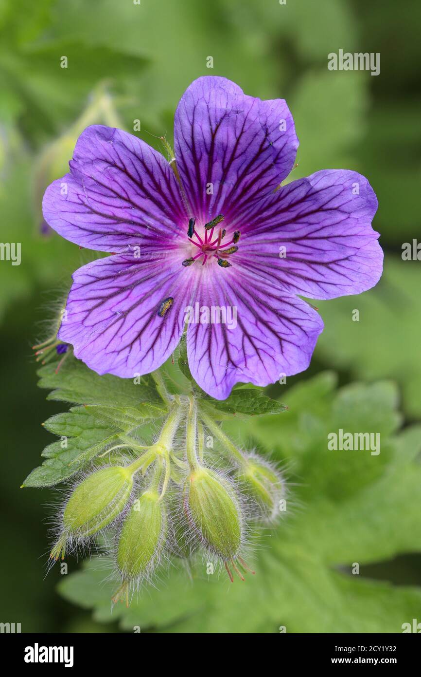 Fattura viola immagini e fotografie stock ad alta risoluzione - Alamy