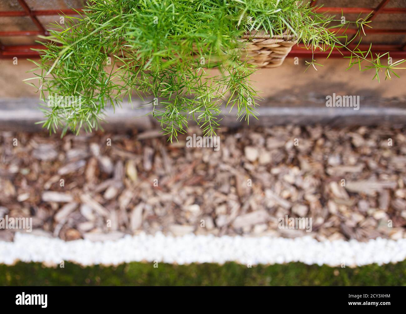 Asparago pianta da terrazzo immagini e fotografie stock ad alta ...