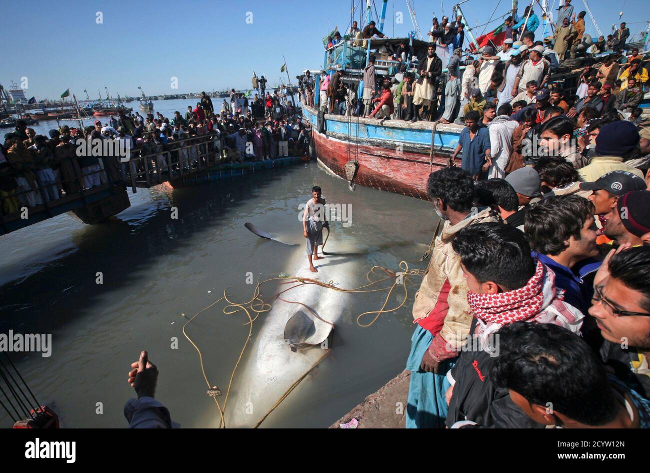 Gru del pakistan immagini e fotografie stock ad alta risoluzione - Alamy