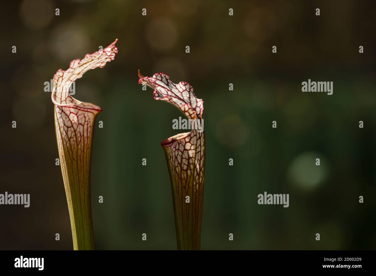 Foglie modificate immagini e fotografie stock ad alta risoluzione - Alamy