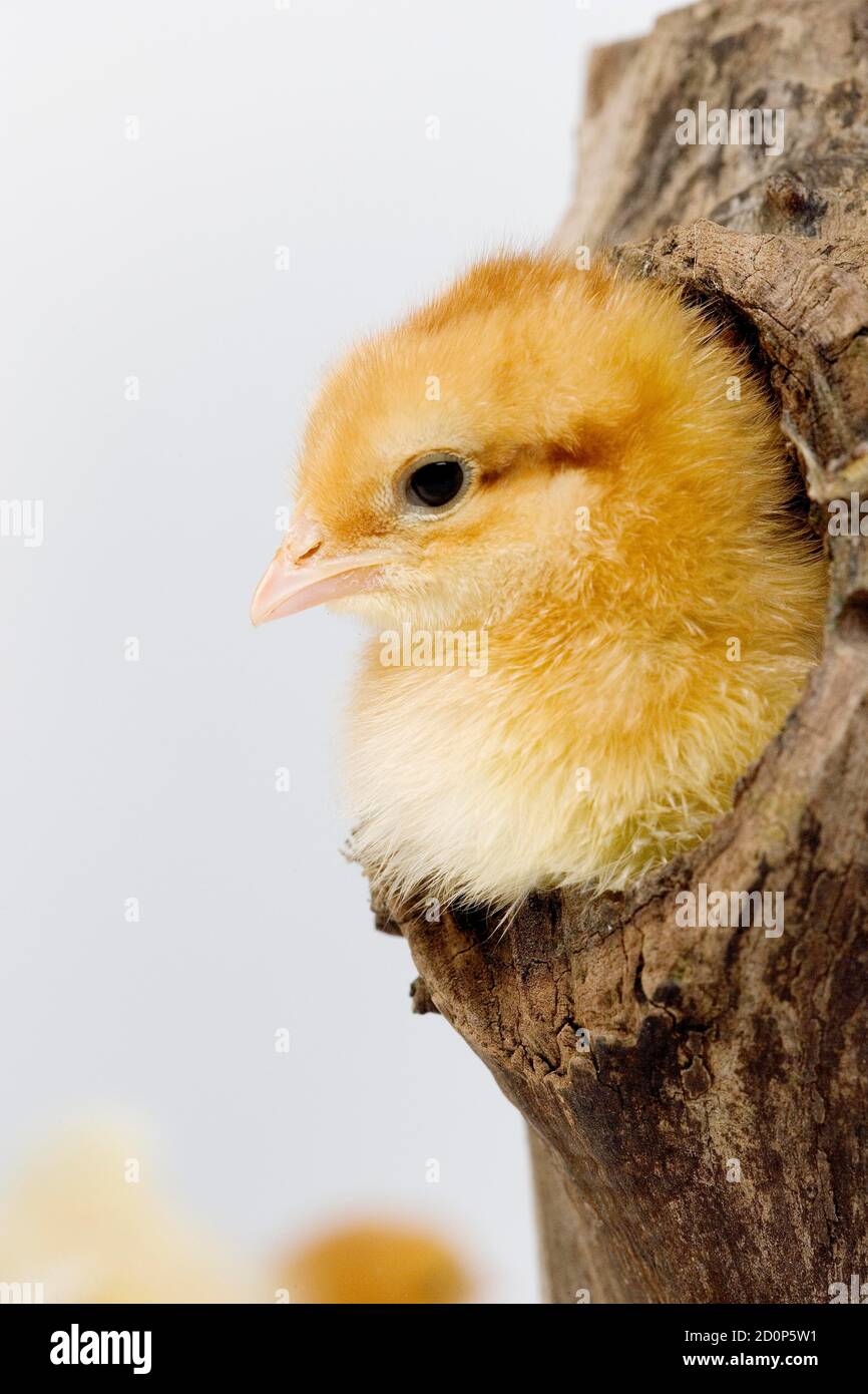 Gallina con pulcini su sfondo bianco immagini e fotografie stock ad ...