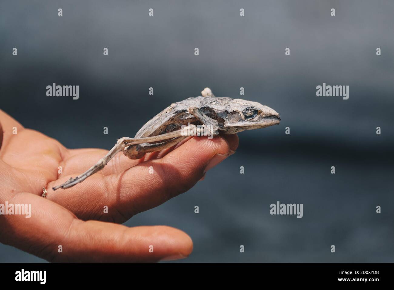 Frog skeleton immagini e fotografie stock ad alta risoluzione - Alamy