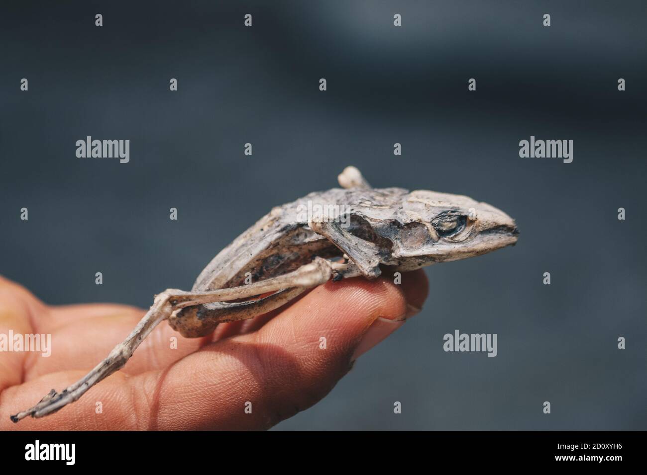 Frog skeleton immagini e fotografie stock ad alta risoluzione - Alamy