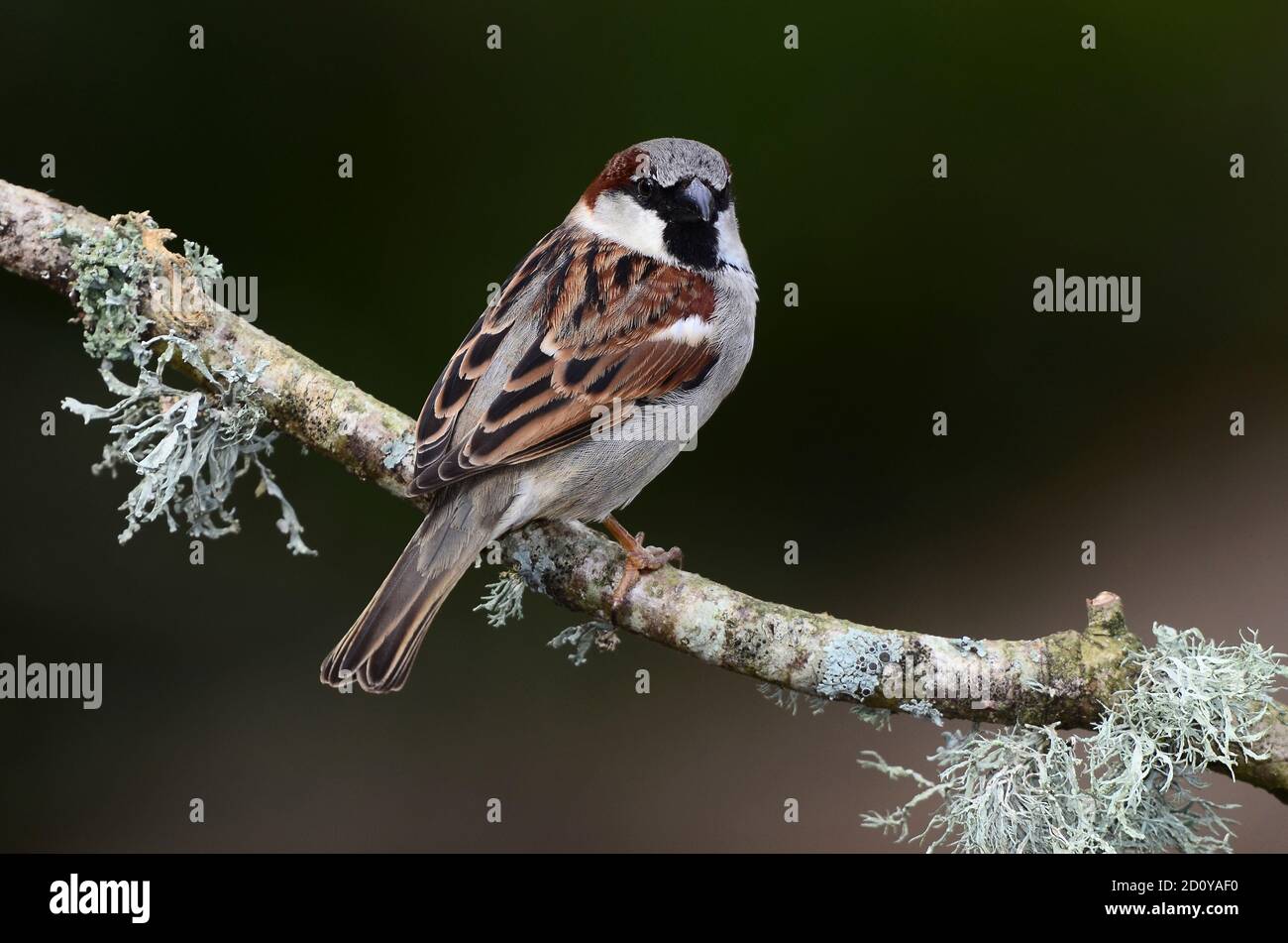 Primo piano del passero immagini e fotografie stock ad alta risoluzione ...