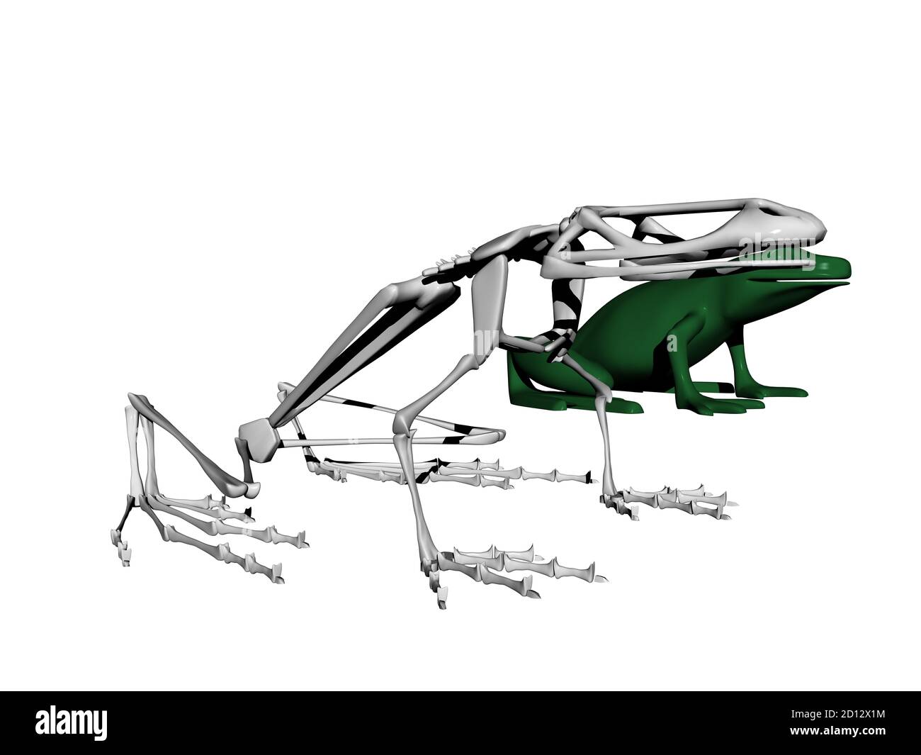 Scheletro seduto Immagini senza sfondo e Foto Stock ritagliate - Alamy